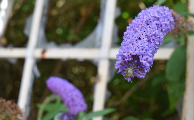 Buddleia is 'new Japanese Knotweed' claims plant expert